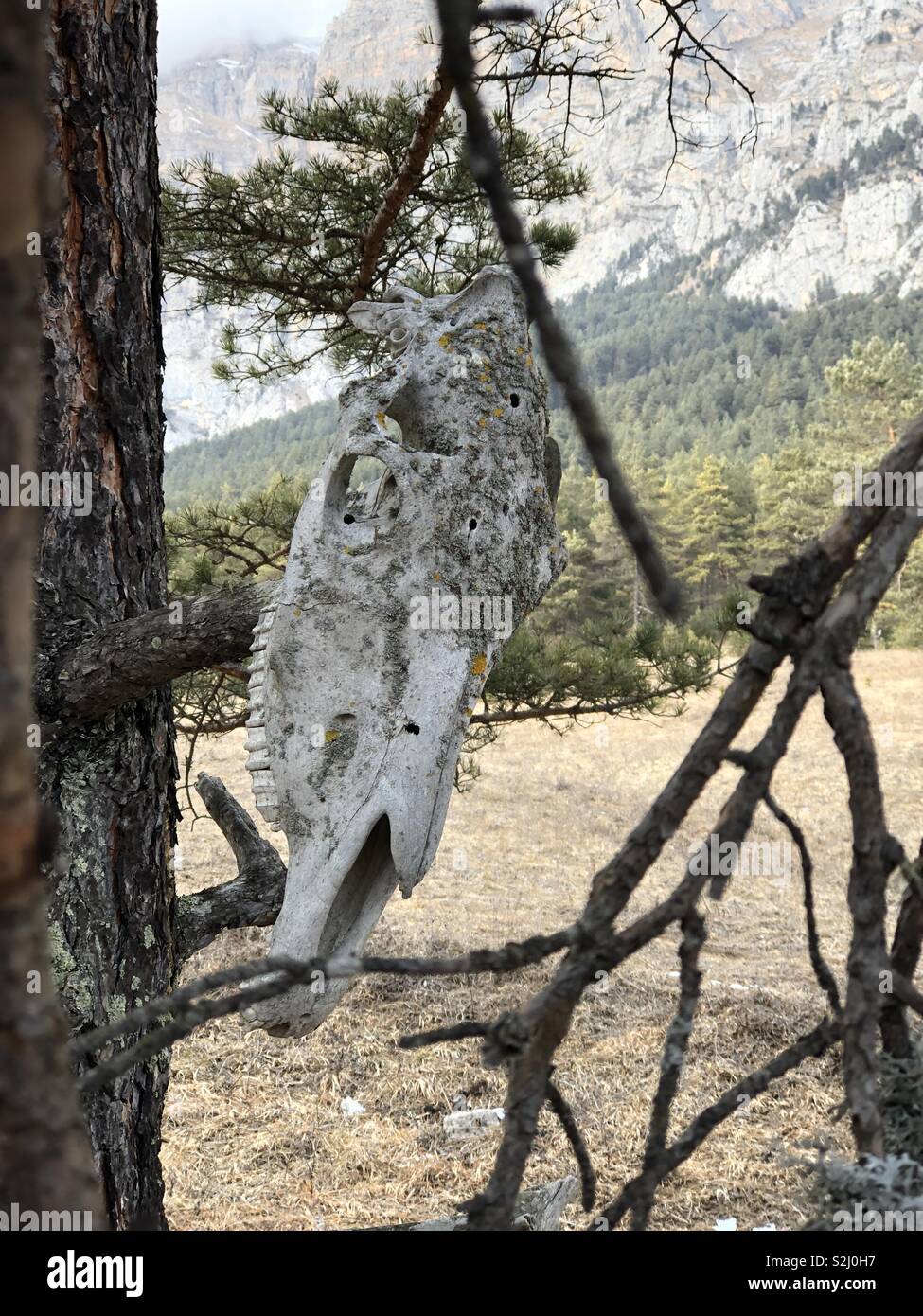 Skull cult hi-res stock photography and images - Alamy