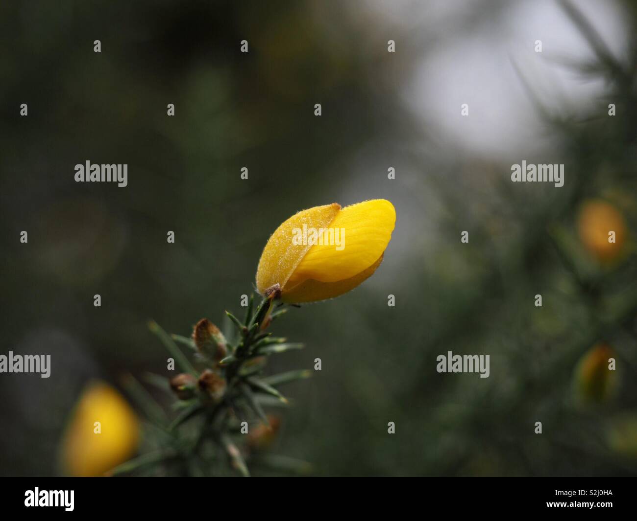 Gorse flower hi-res stock photography and images - Alamy