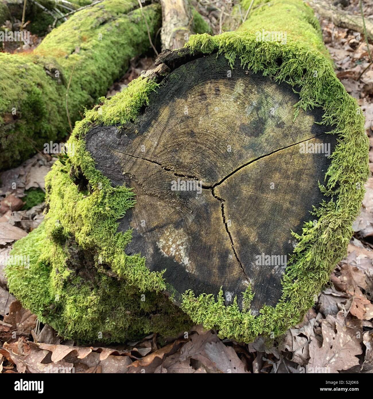 Cut log covered in moss Stock Photo - Alamy