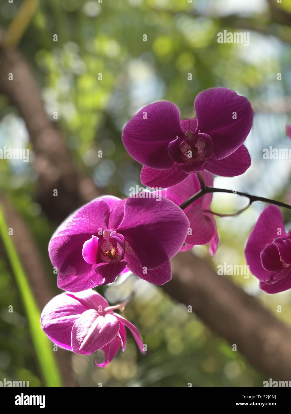 Purple hawaii flowers hi-res stock photography and images - Alamy