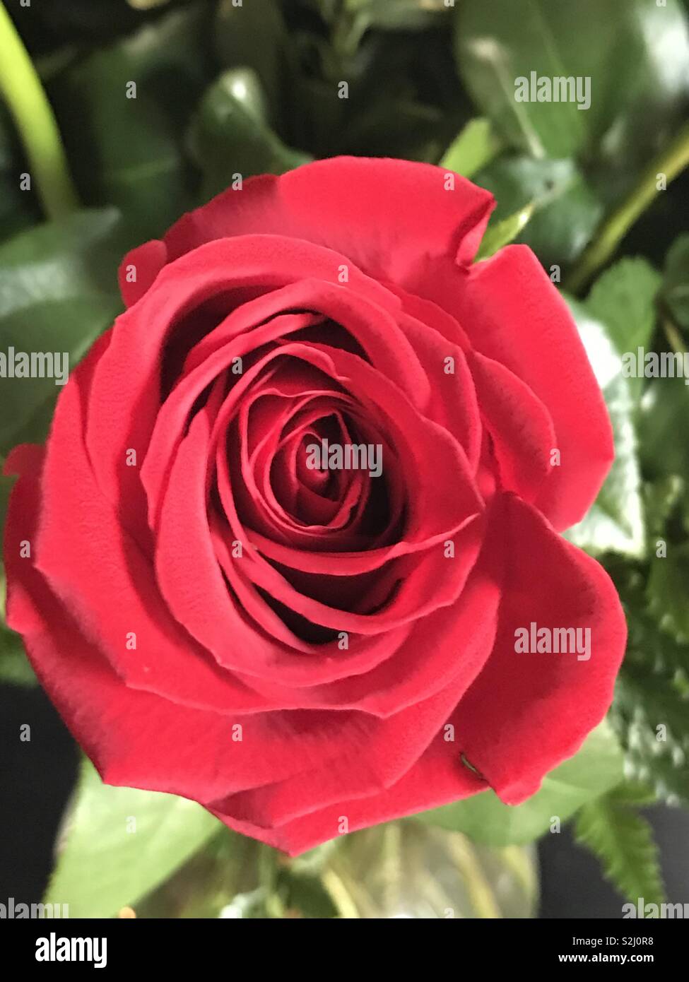 Perfect red rose Stock Photo - Alamy