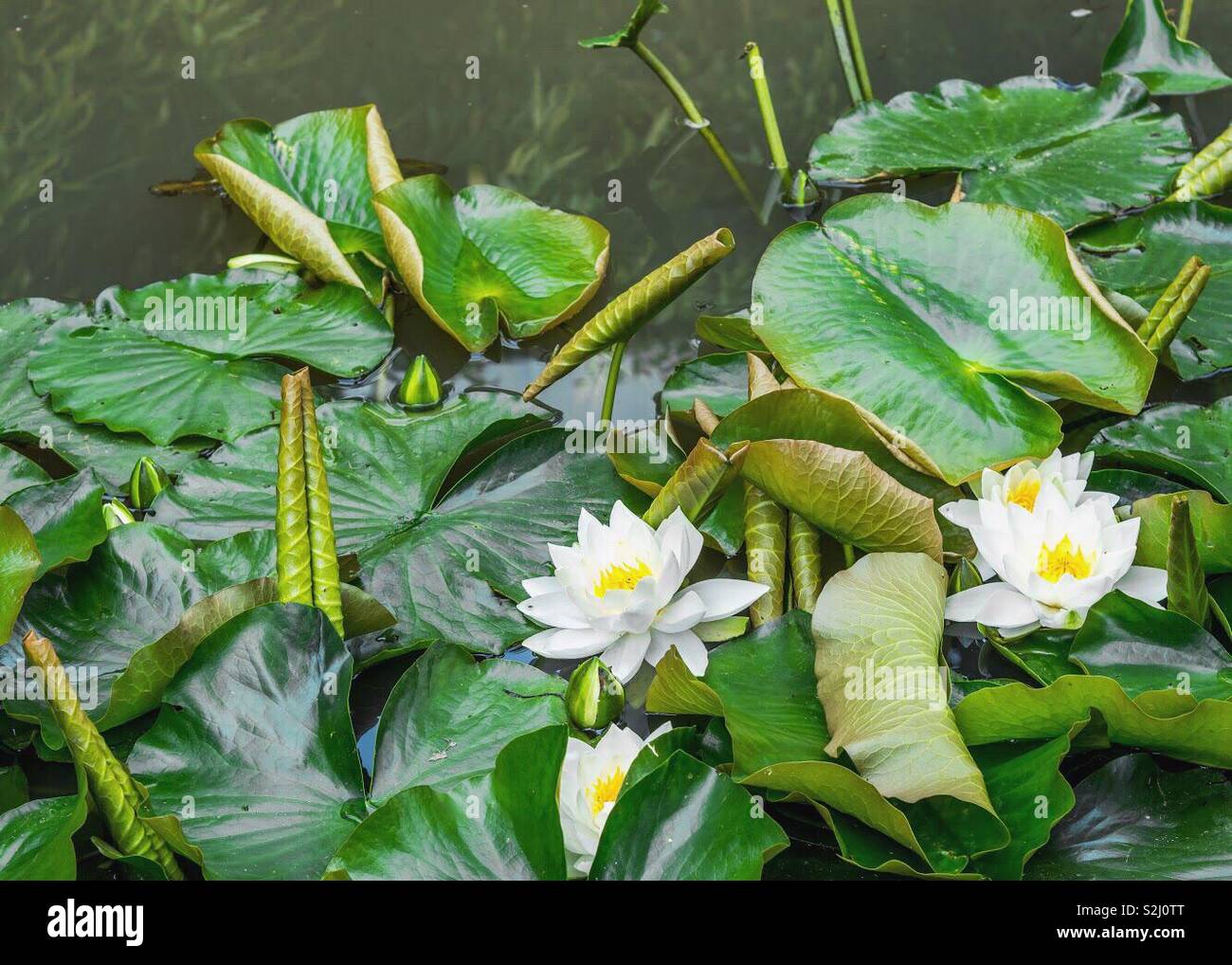 Waterlilly water lilies blooming with lush green colour and colors on a ...