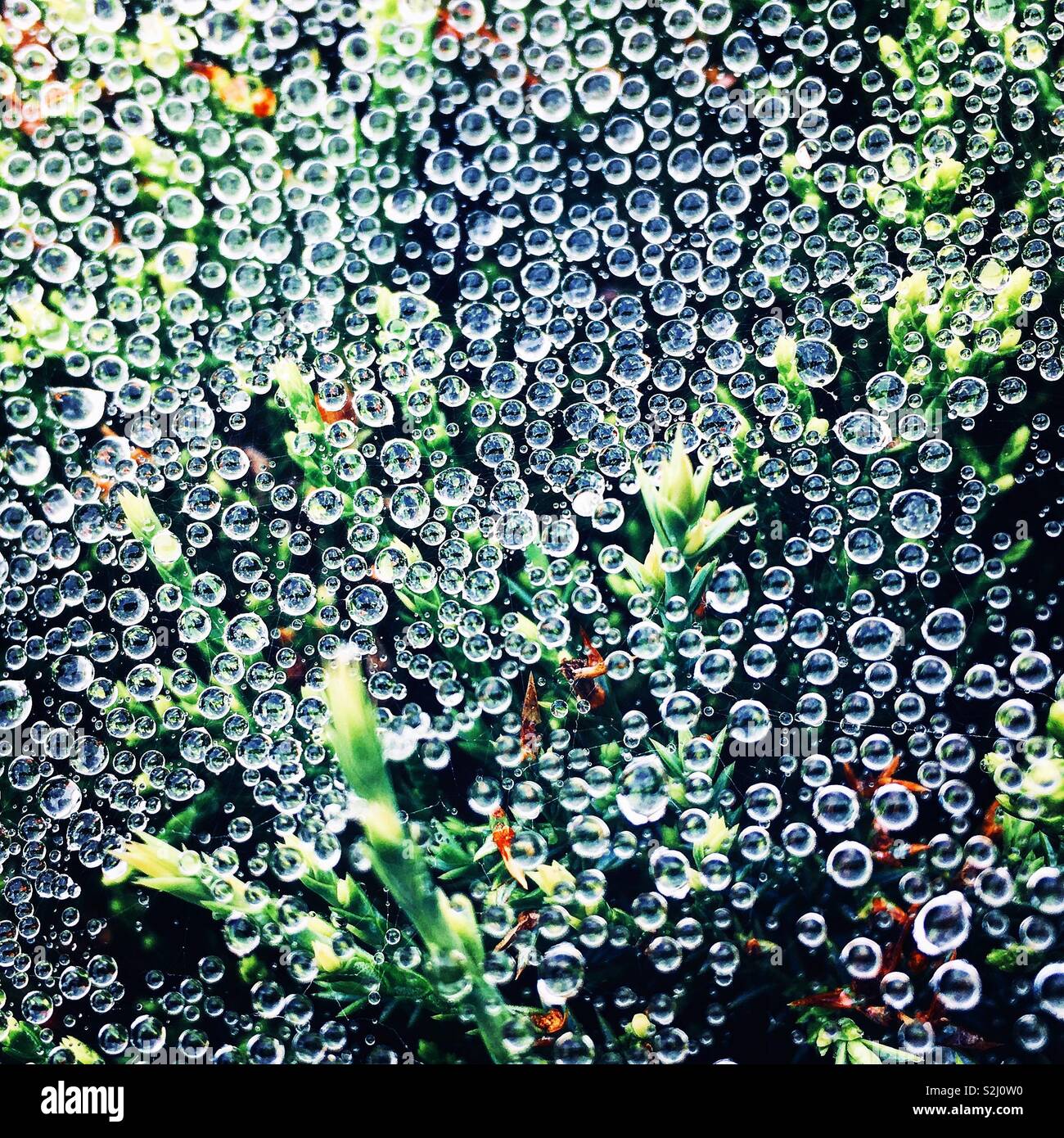 Plants with dew bubbles hi-res stock photography and images - Alamy