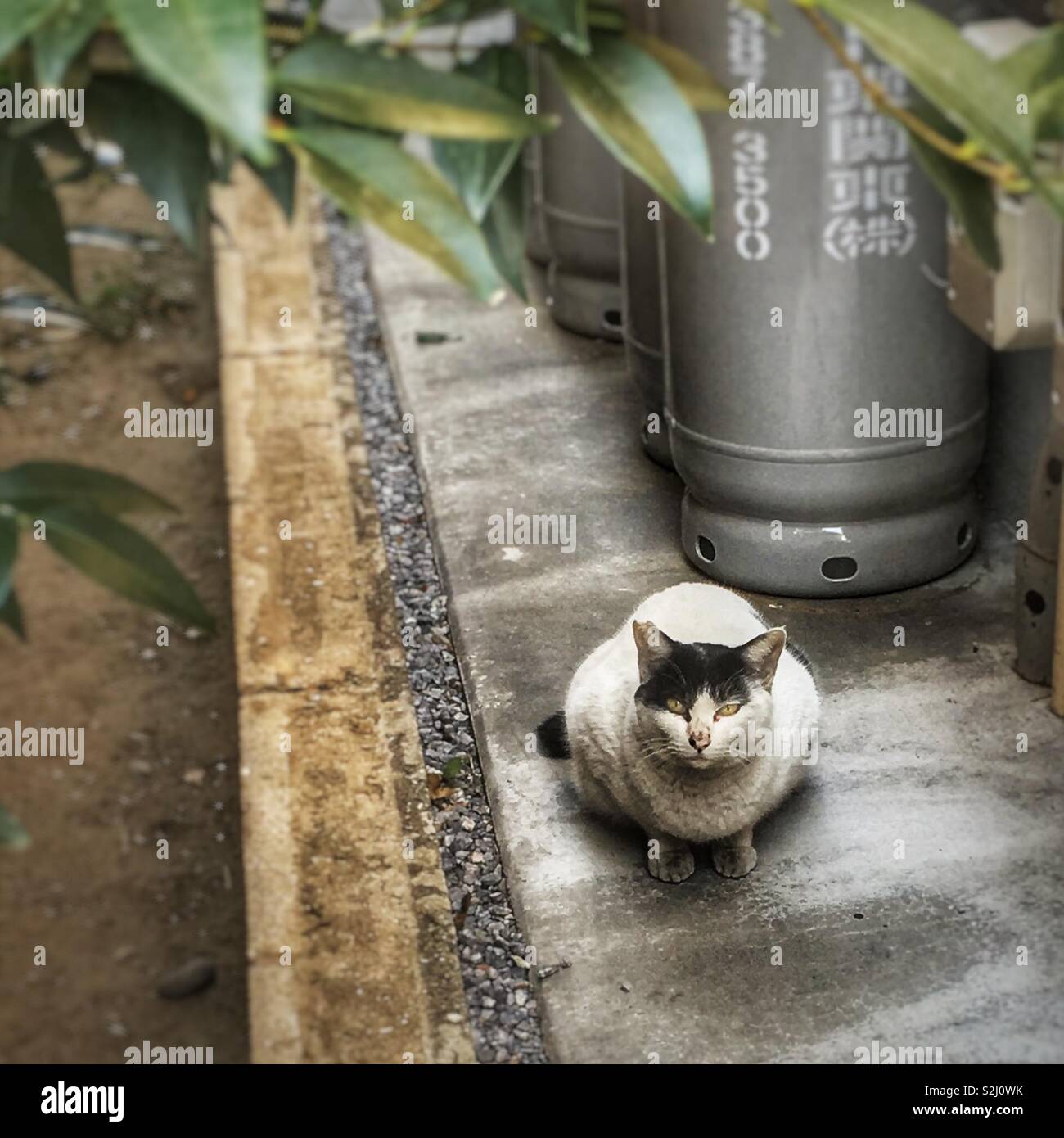 Cat loaf hi-res stock photography and images - Alamy