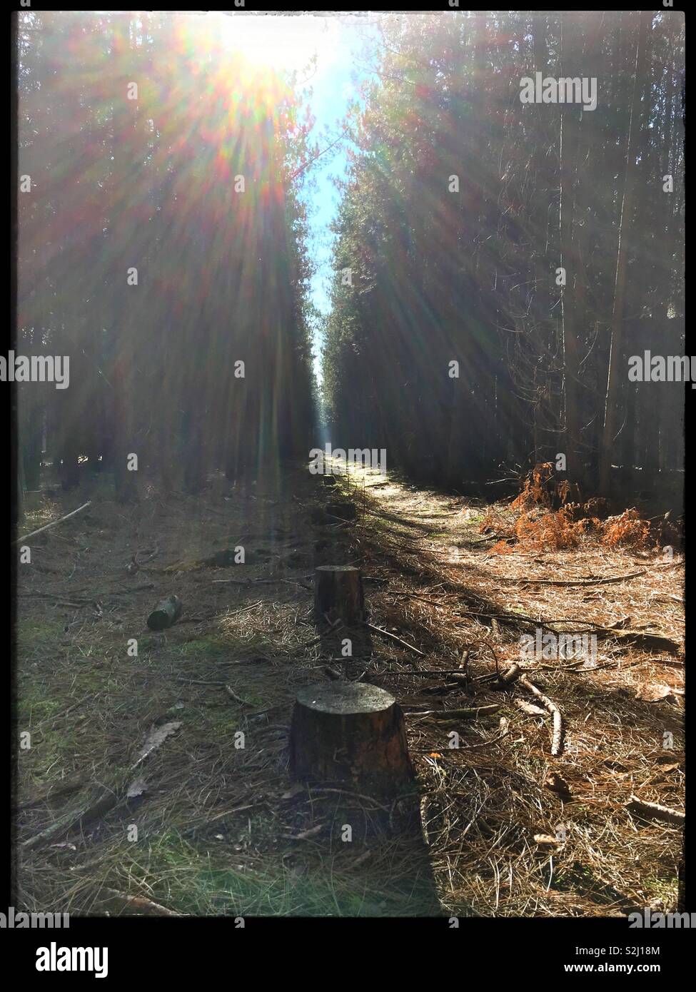 Forest fire break Stock Photo - Alamy
