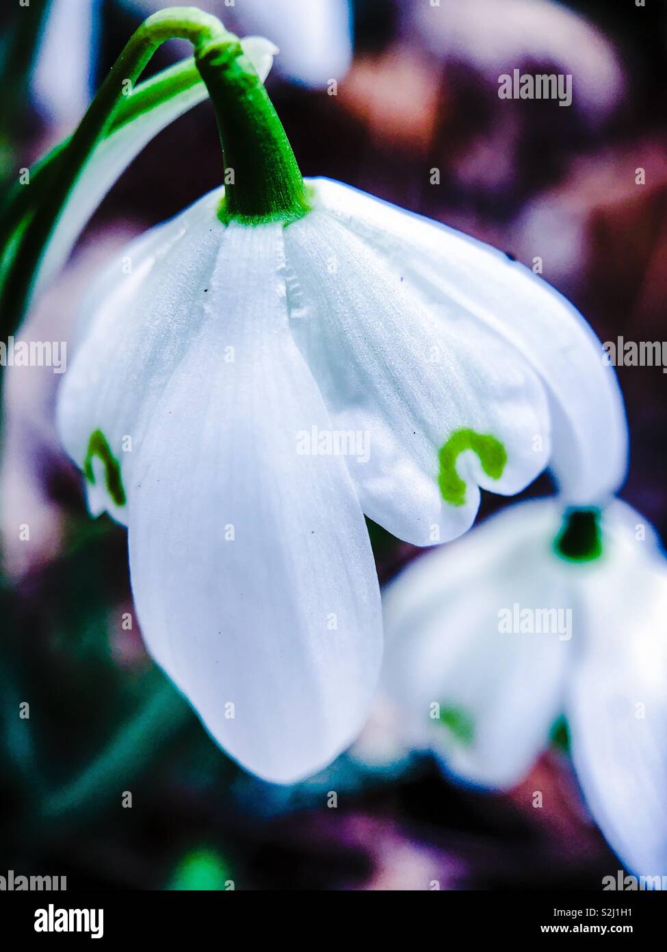 Snowdrop plant hi-res stock photography and images - Alamy