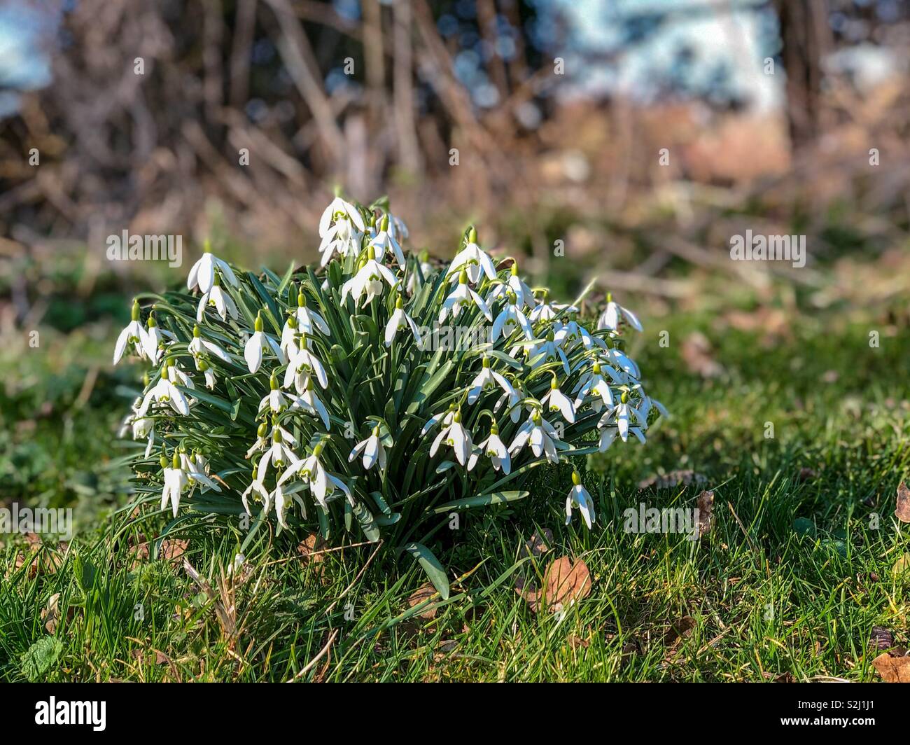 Snowdrops in bloom later February 2019 UK Stock Photo - Alamy