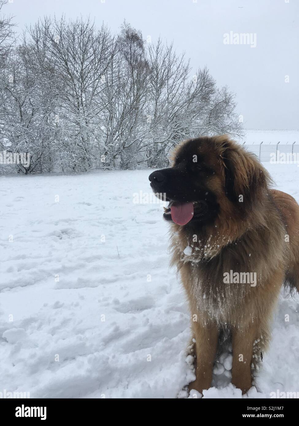 Dog leonberger hi-res stock photography and images - Alamy