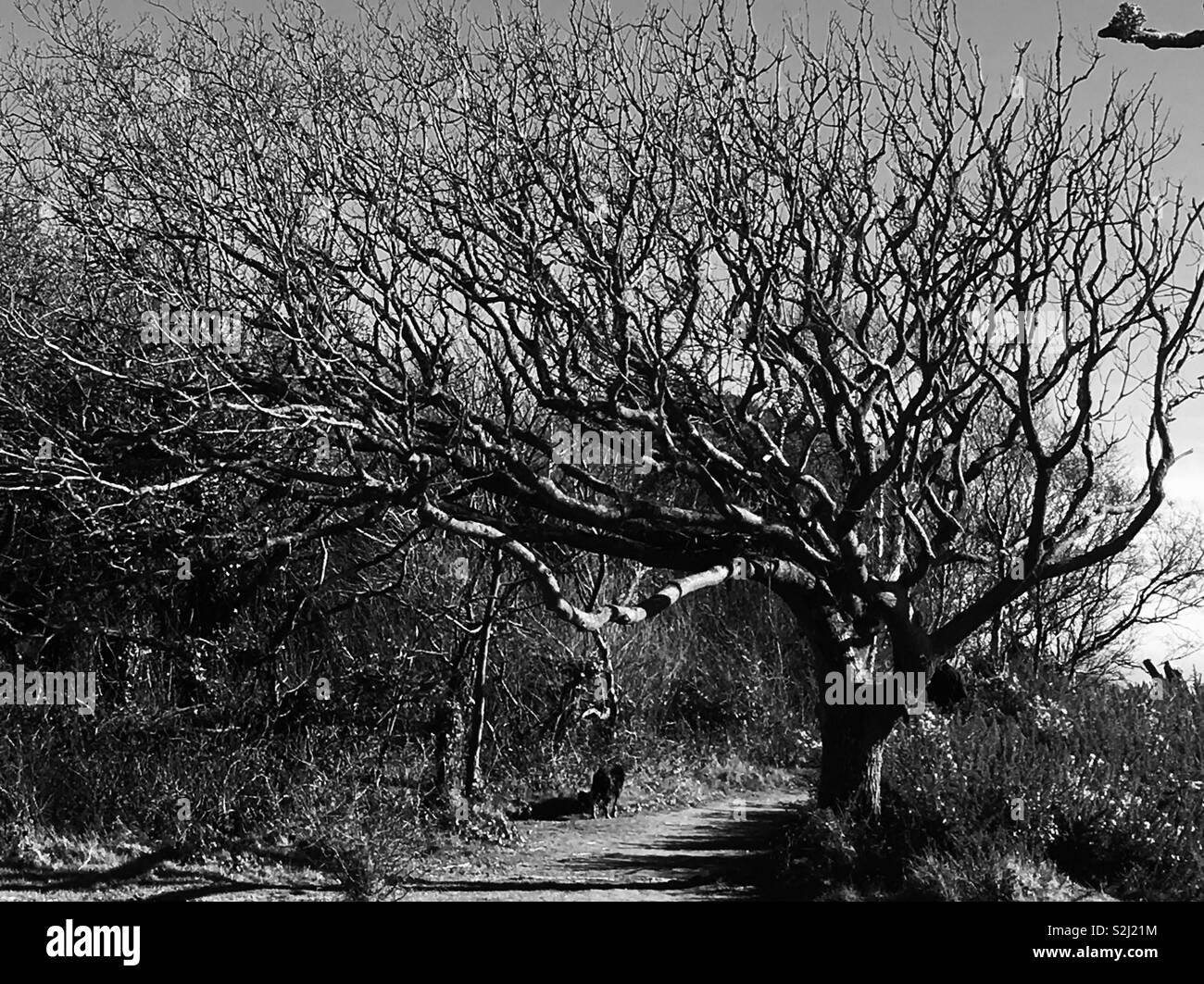 Hastings Black and White Stock Photos & Images - Alamy