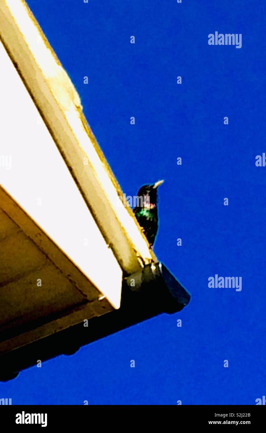Starling on roof Stock Photo - Alamy