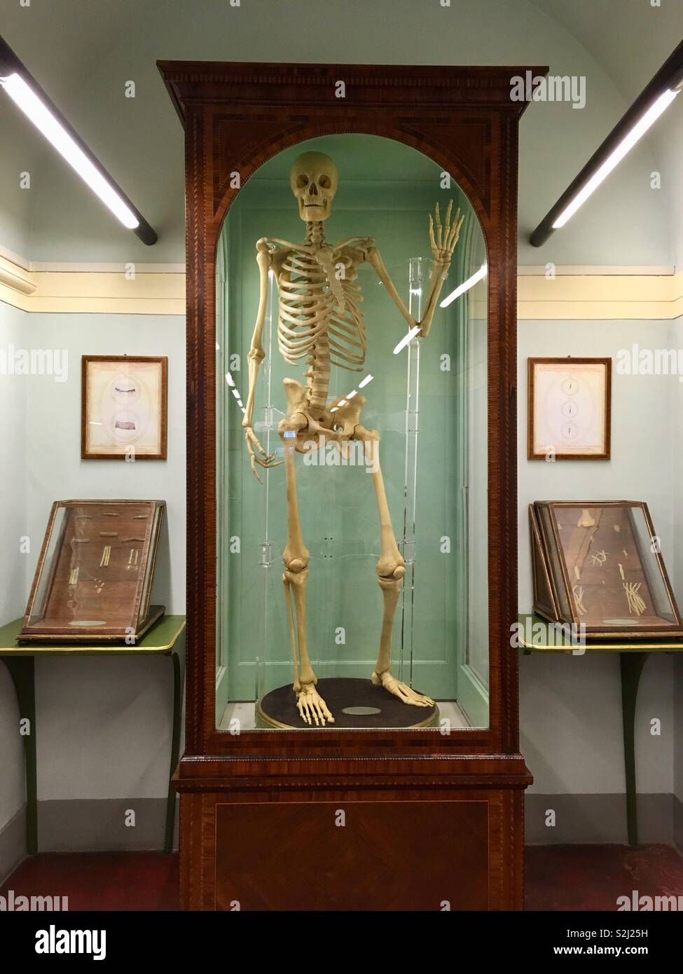 Human skeleton museum hi-res stock photography and images - Alamy