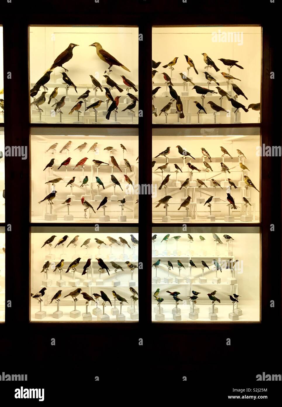 Stuffed birds at the museum Stock Photo - Alamy