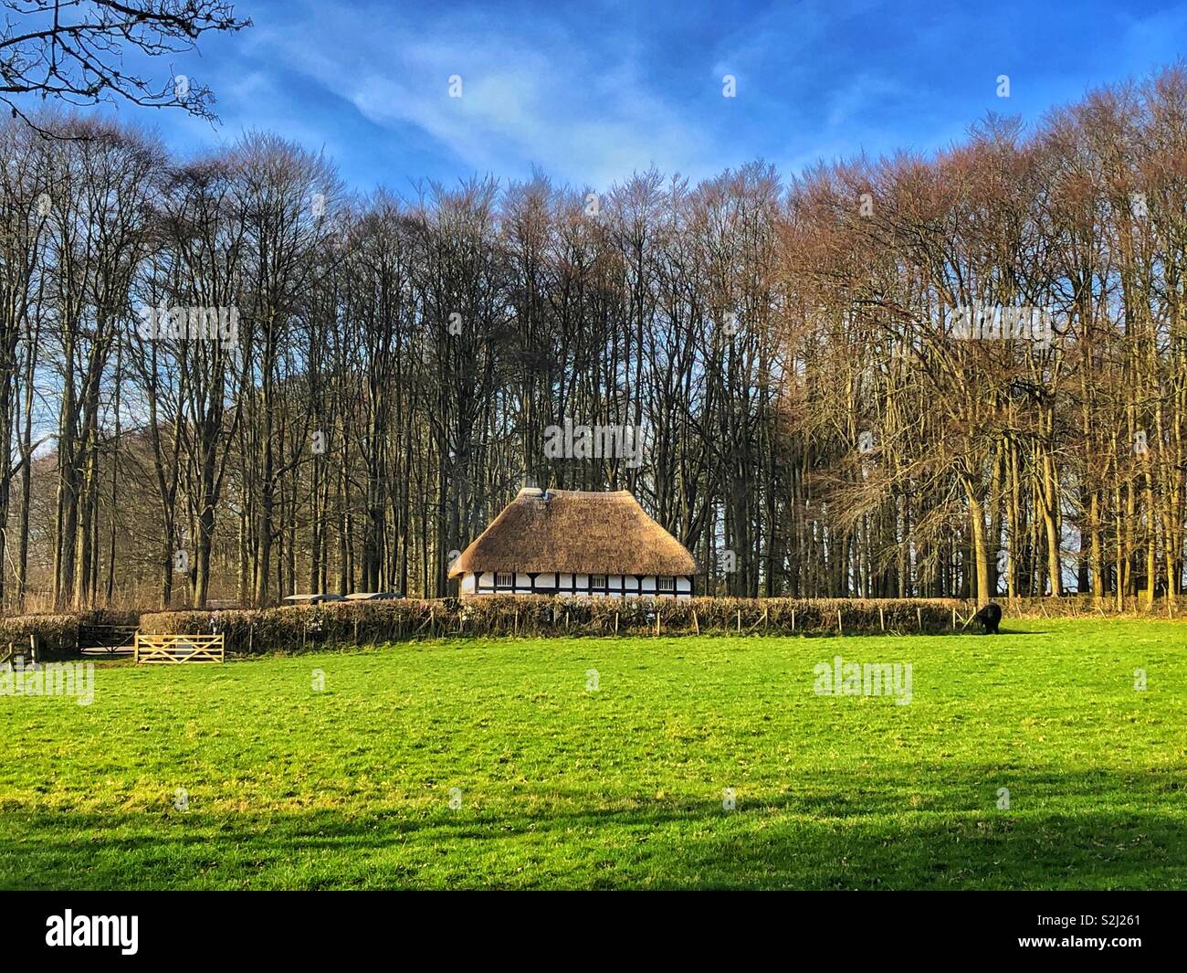 Thatched cottage surrounded by Beech trees at St Fagans Museum of Welsh ...