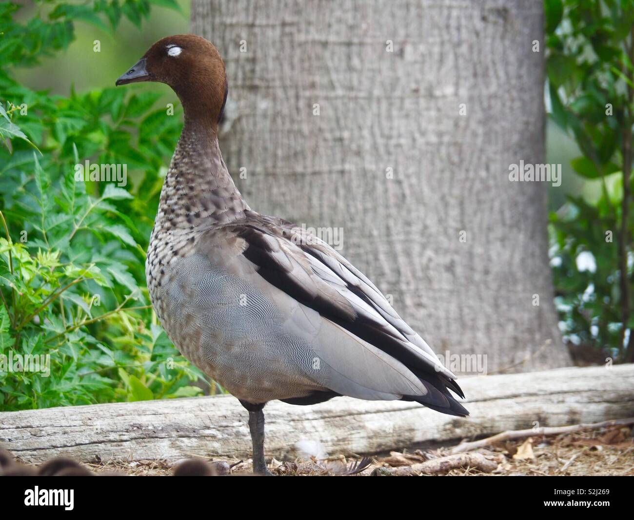 Male Wood Duck. Father of 9 ducklings. Catching some shut eye when he ...