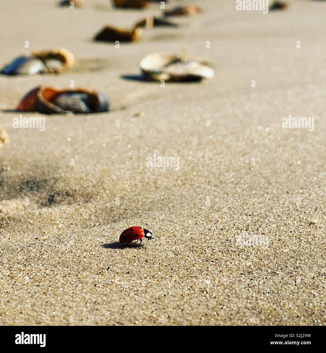 Little ladybird hi-res stock photography and images - Alamy