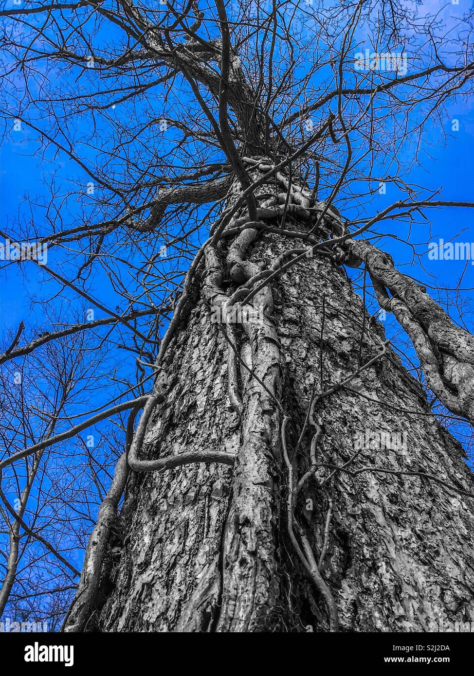Fines tree hi-res stock photography and images - Alamy