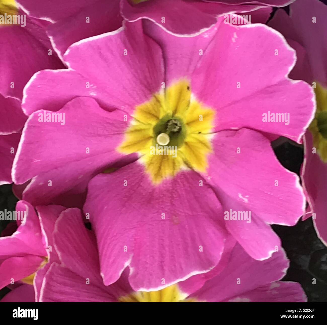 Polyanthus Pots High Resolution Stock Photography and Images - Alamy