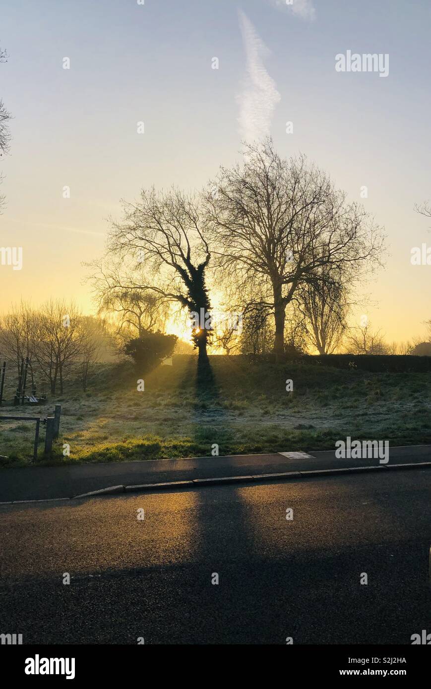 Morning sun through winter trees Stock Photo - Alamy