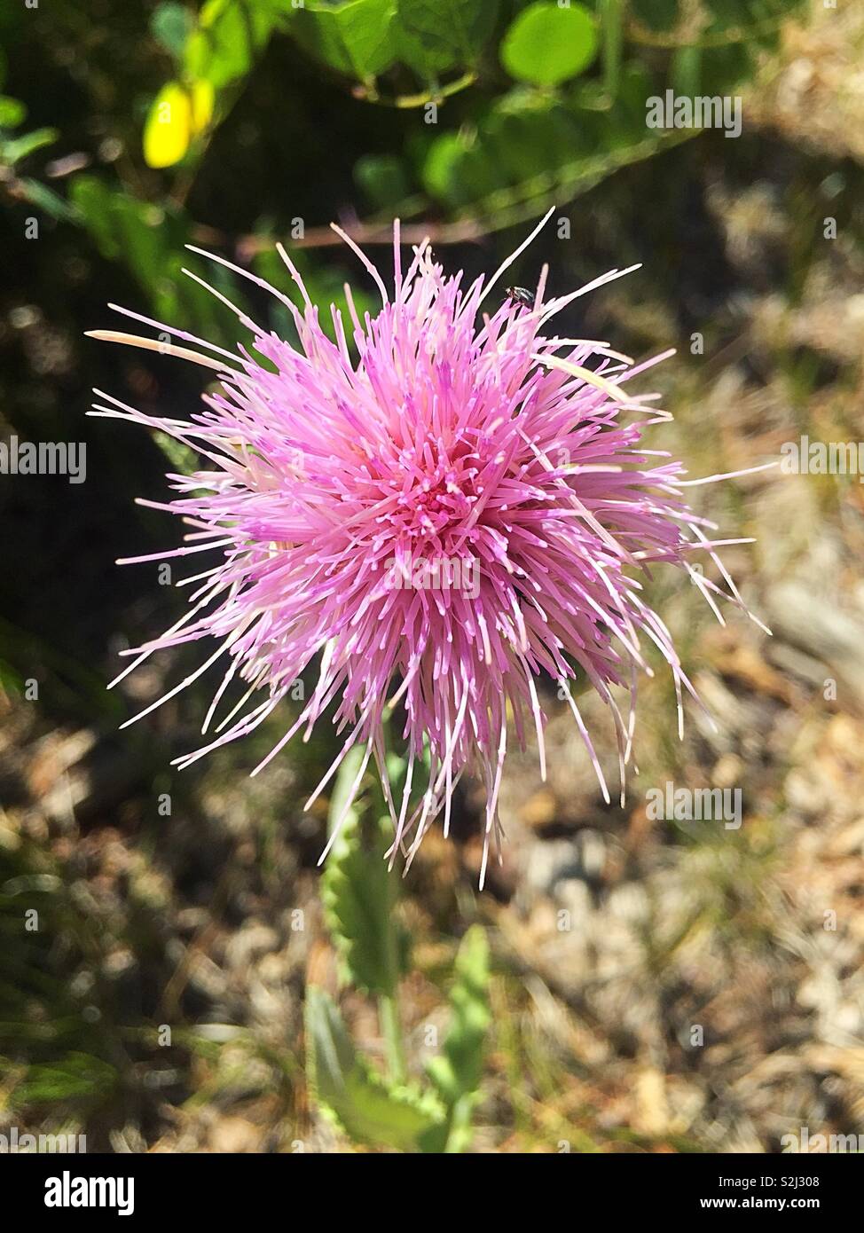 Plants of Colorado Stock Photo - Alamy