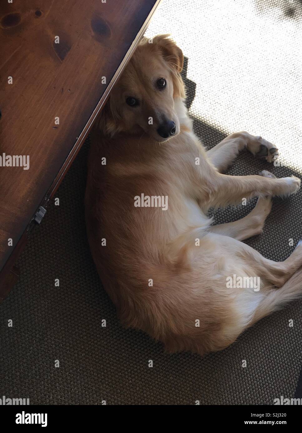 Puppy dog eyes hi-res stock photography and images - Alamy