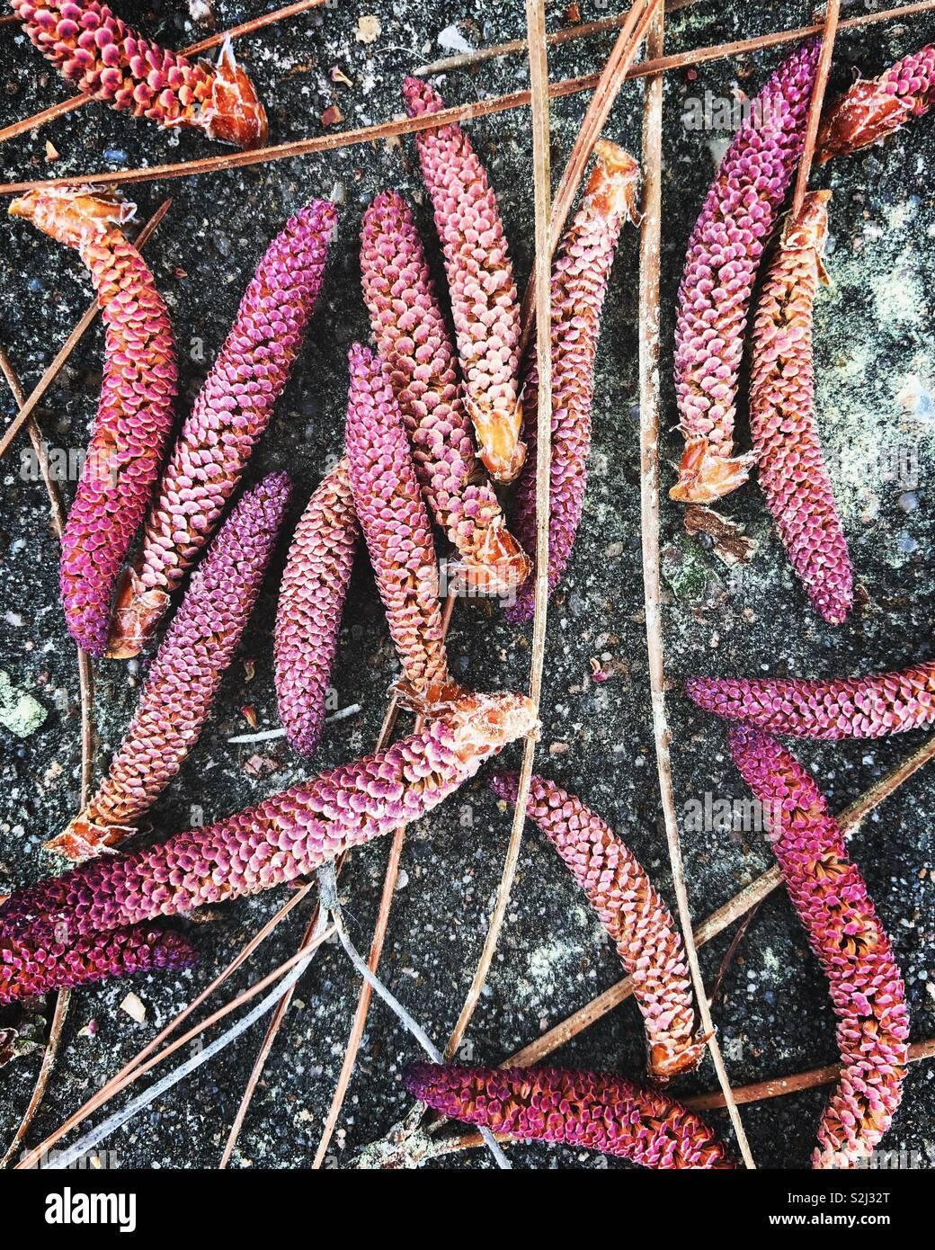 Immature Seed Cone High Resolution Stock Photography and Images - Alamy