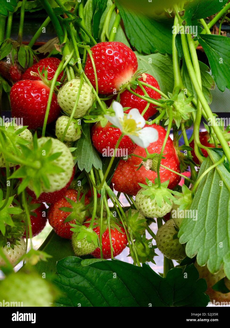 How to grow strawberry hi-res stock photography and images - Alamy