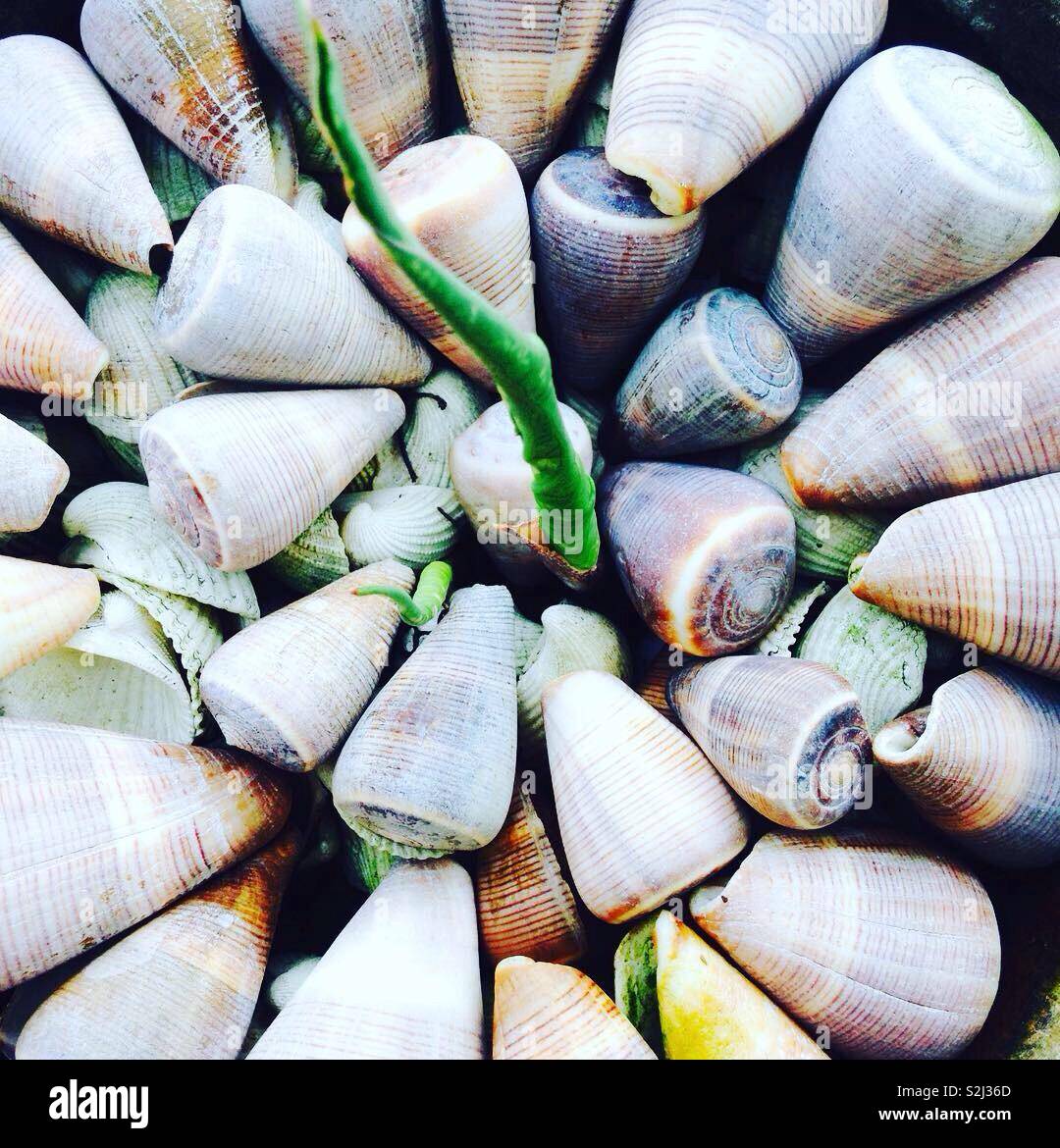 Shell breach hi-res stock photography and images - Alamy