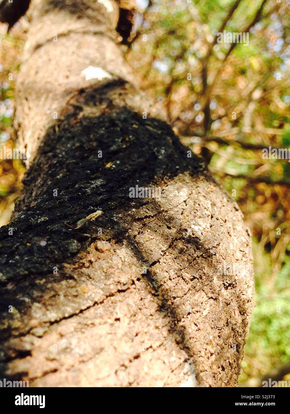 Tree branch texture hi-res stock photography and images - Alamy
