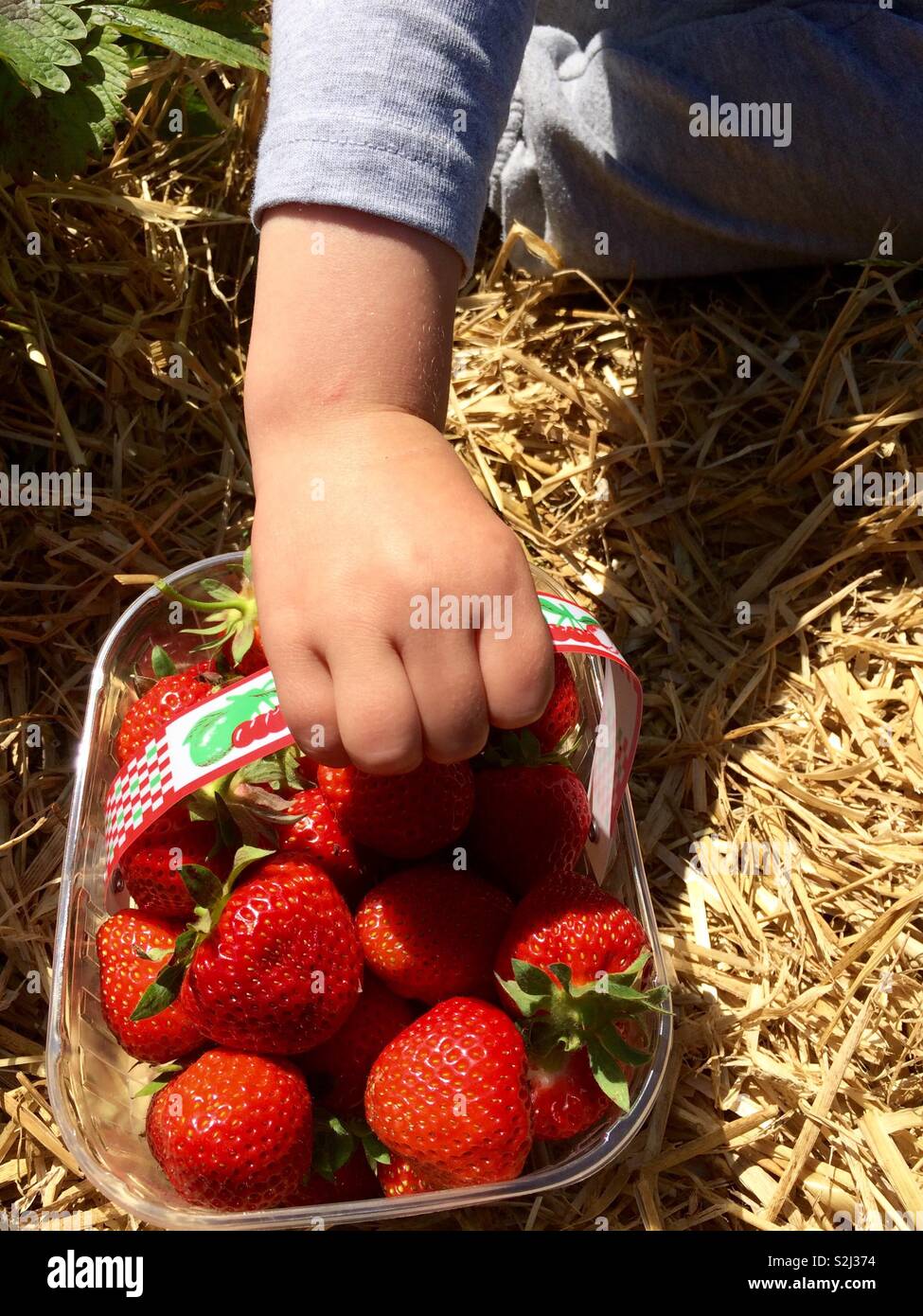 Strawberry punnet with small child’s hand Stock Photo - Alamy