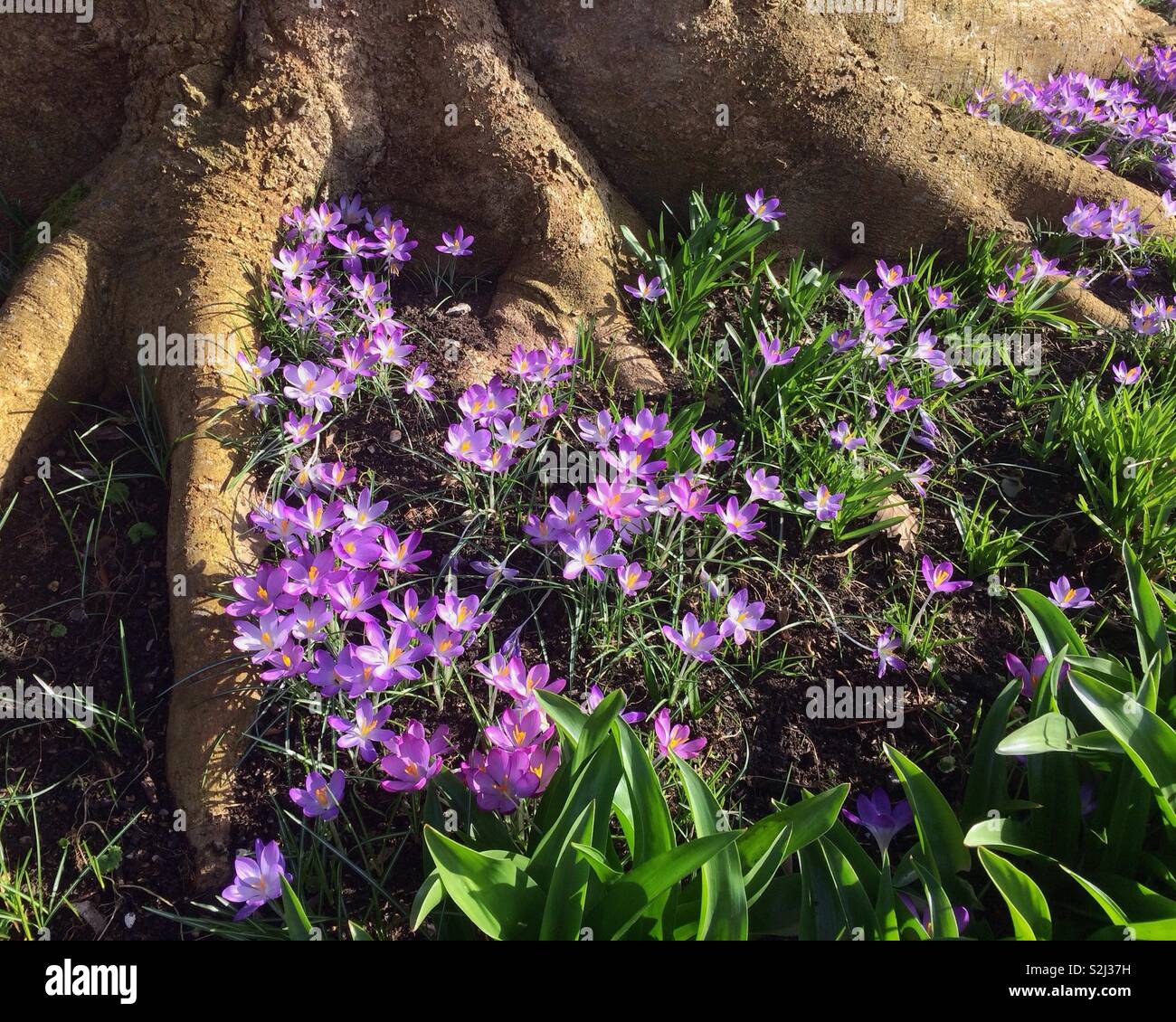 Crocus blooms flowering among the roots of a tree Stock Photo - Alamy