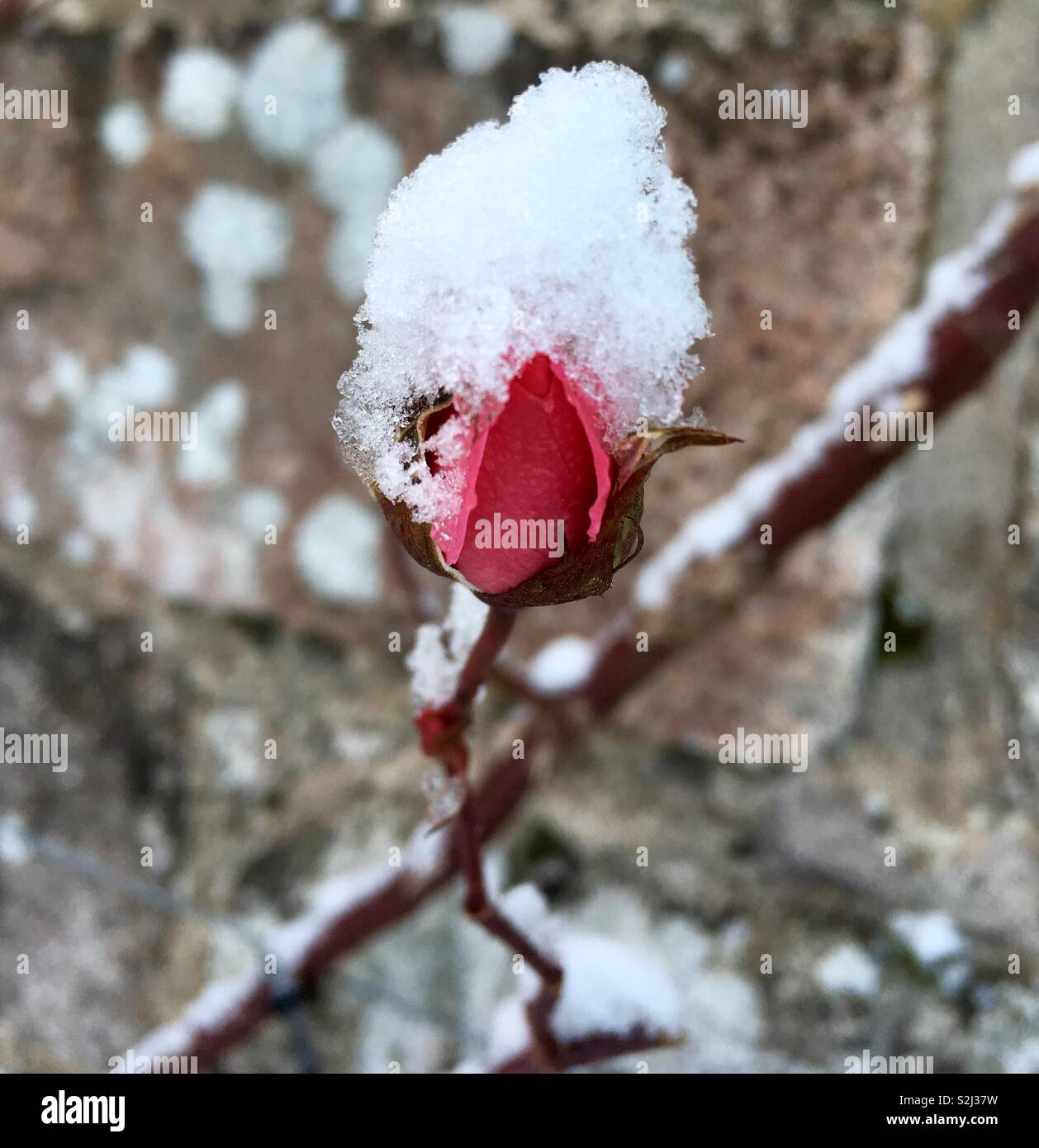 Covered flower hi-res stock photography and images - Alamy