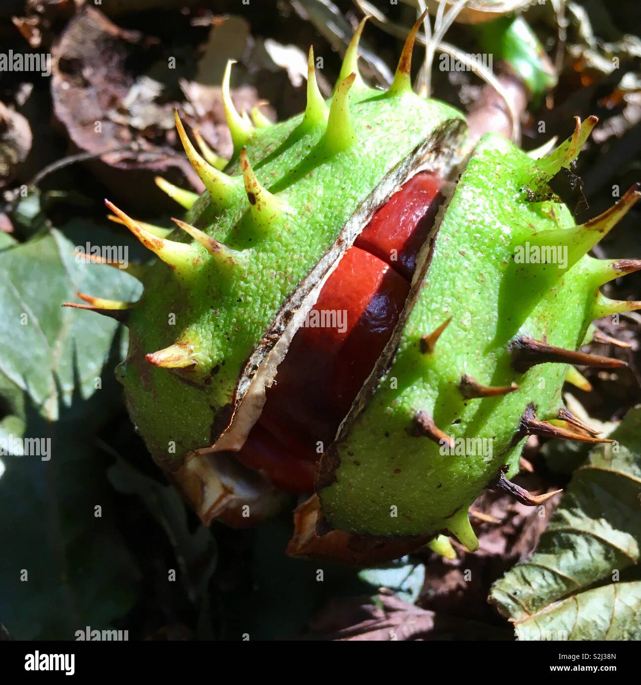 Conker fall hi-res stock photography and images - Alamy