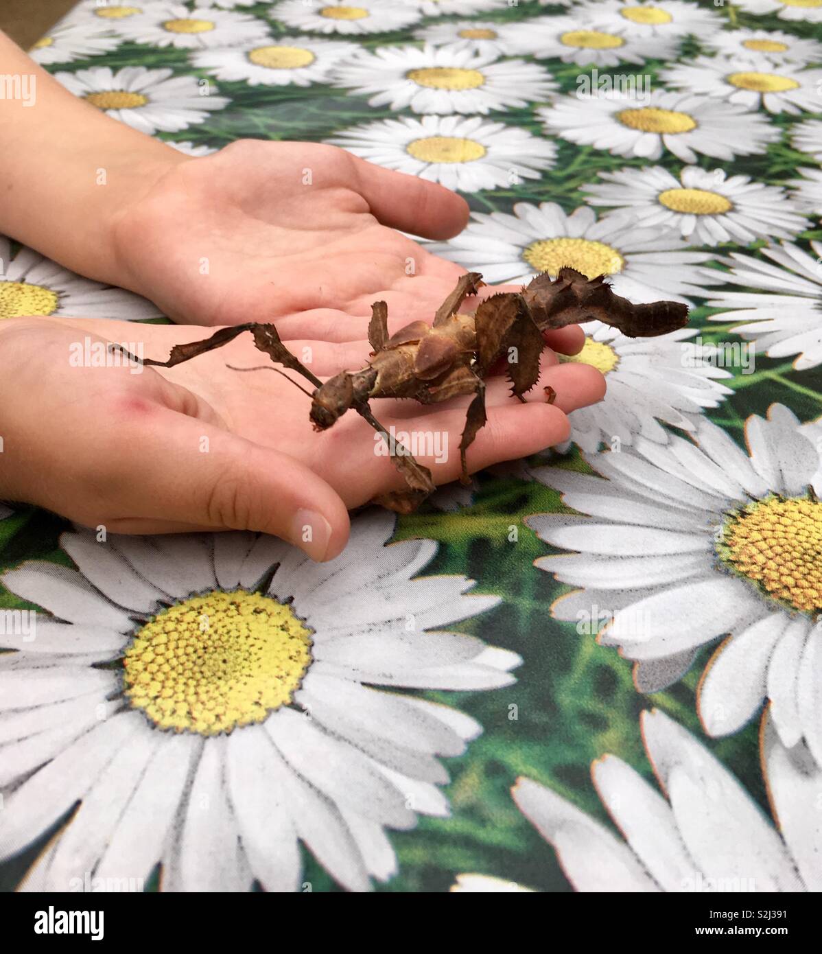Stick insect on child’s hands Stock Photo - Alamy