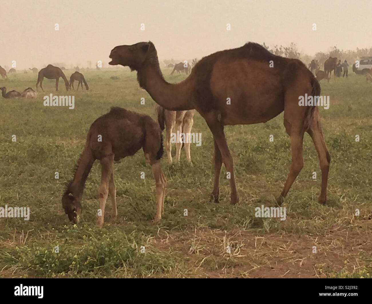 Baby camel and mother hi-res stock photography and images - Alamy