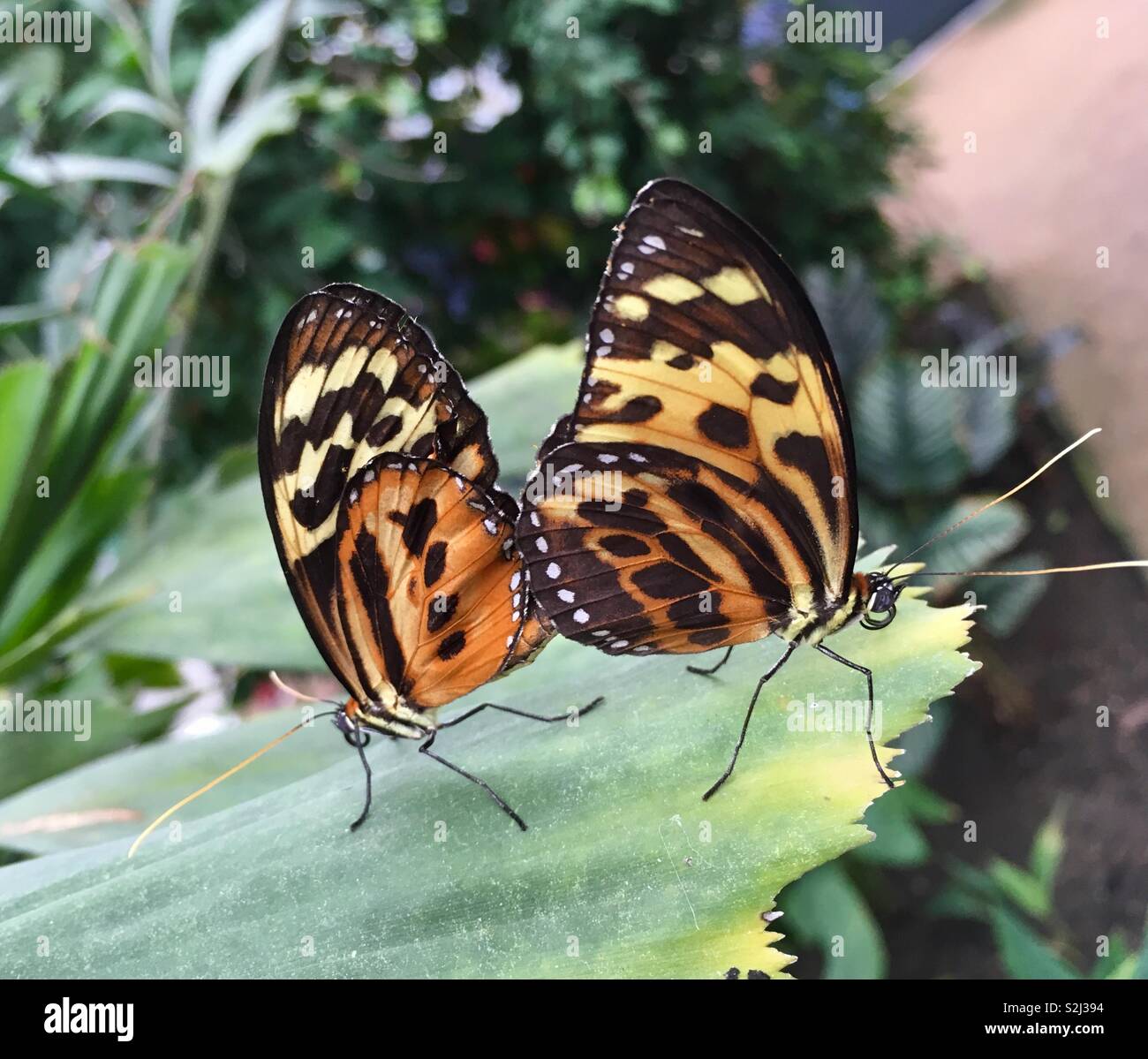 Butterflies mating hi-res stock photography and images - Alamy
