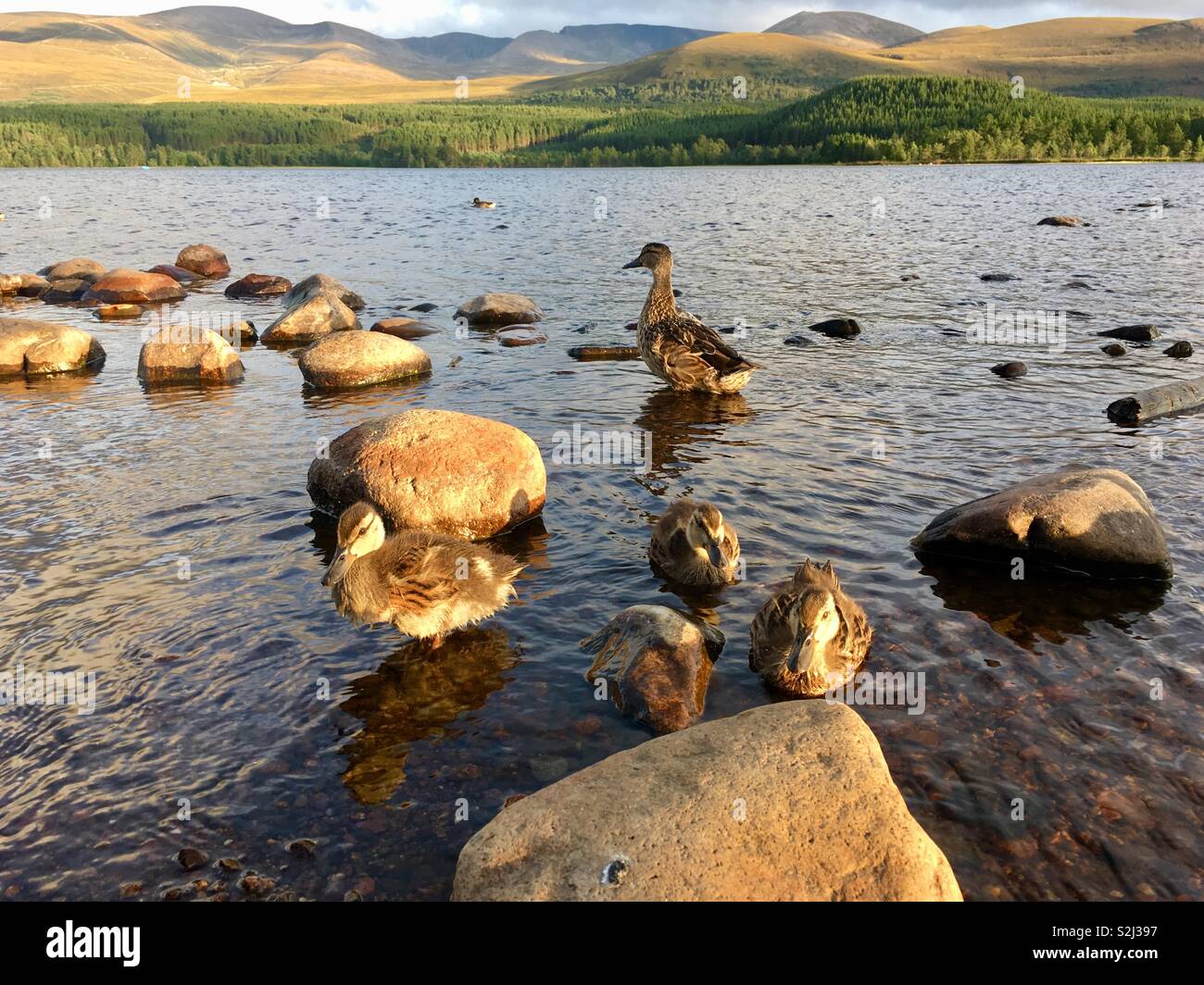 Scottish ducks hi-res stock photography and images - Alamy