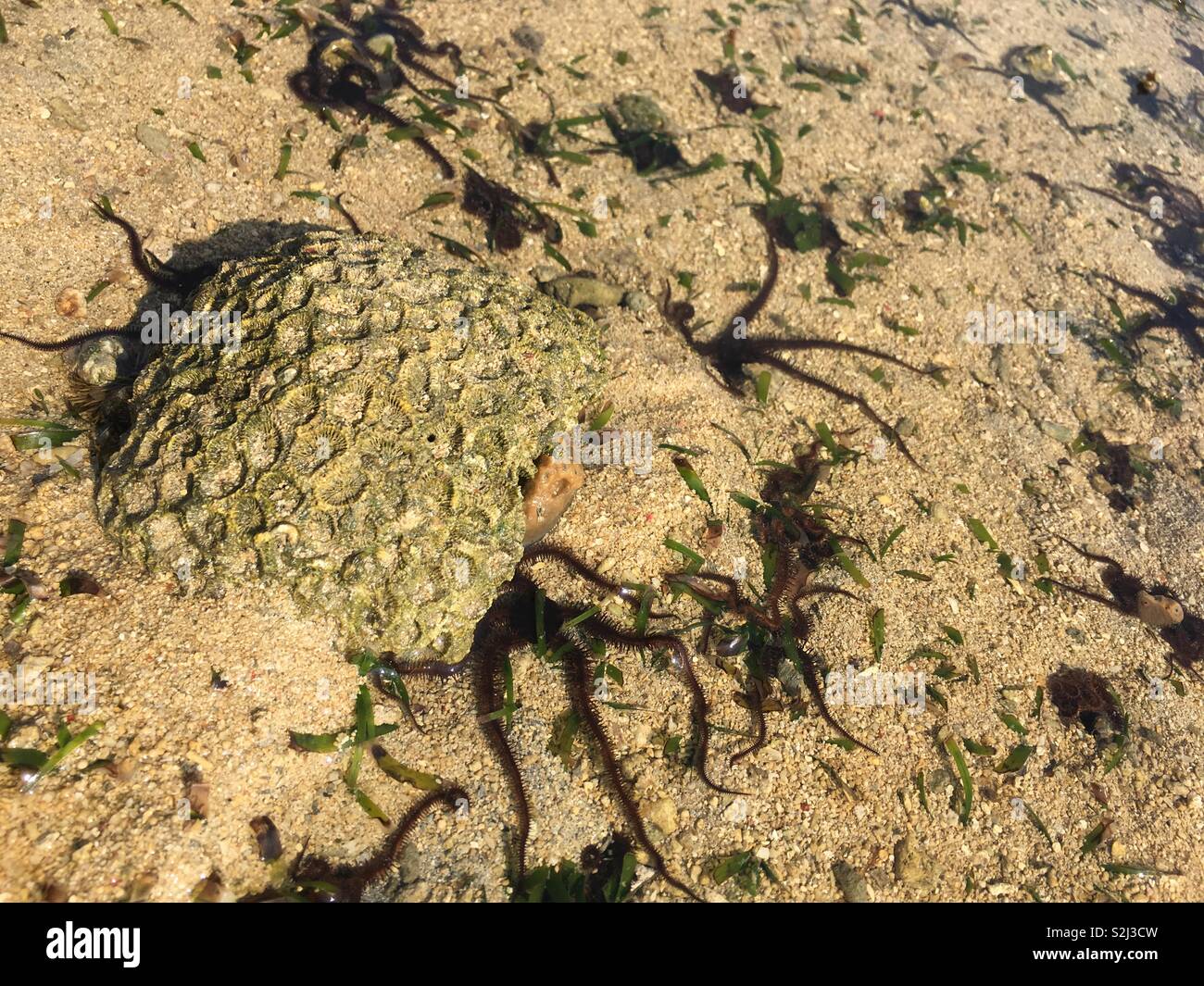 Coral dry hi-res stock photography and images - Alamy