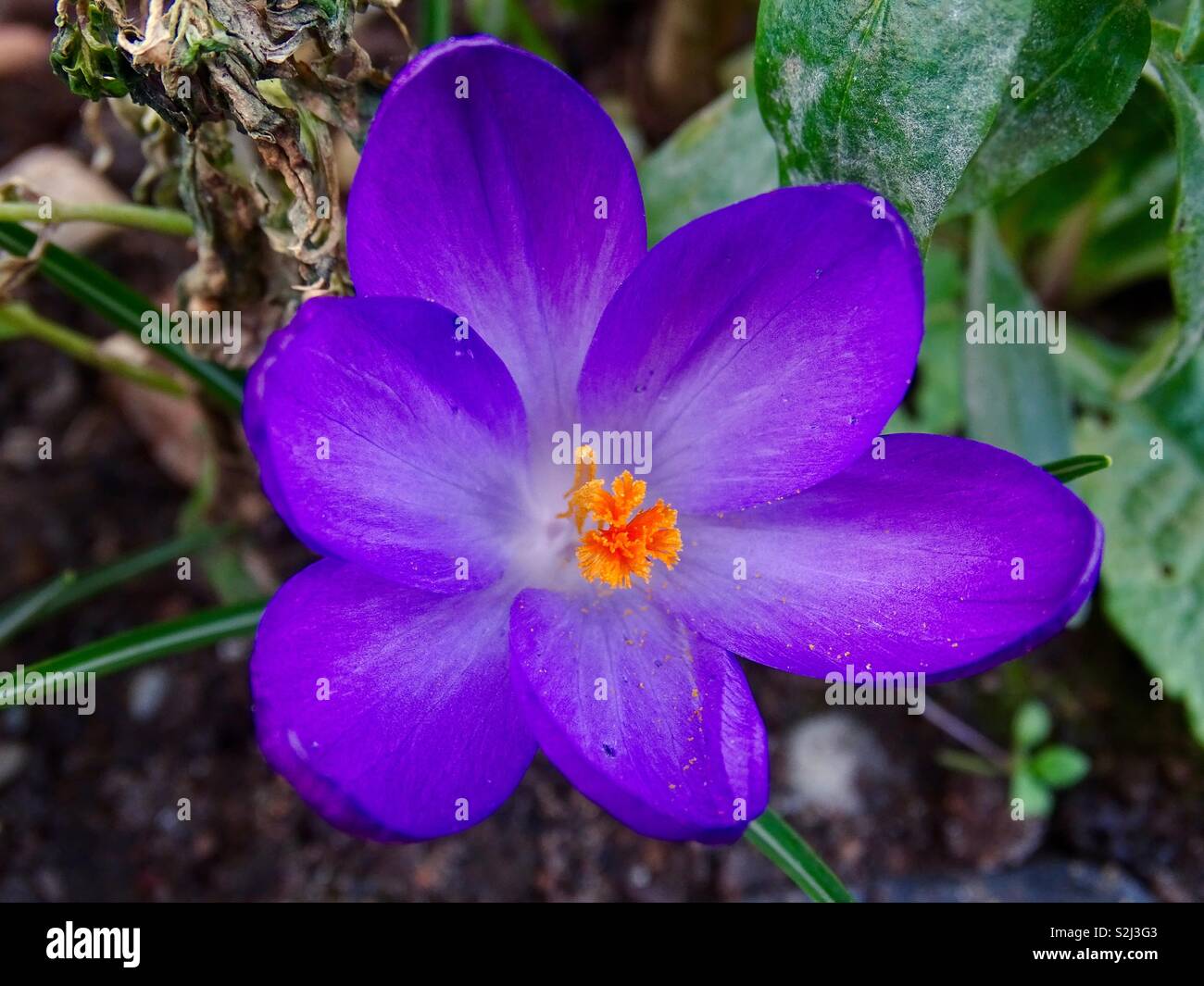 Beautiful single flower hi-res stock photography and images - Alamy