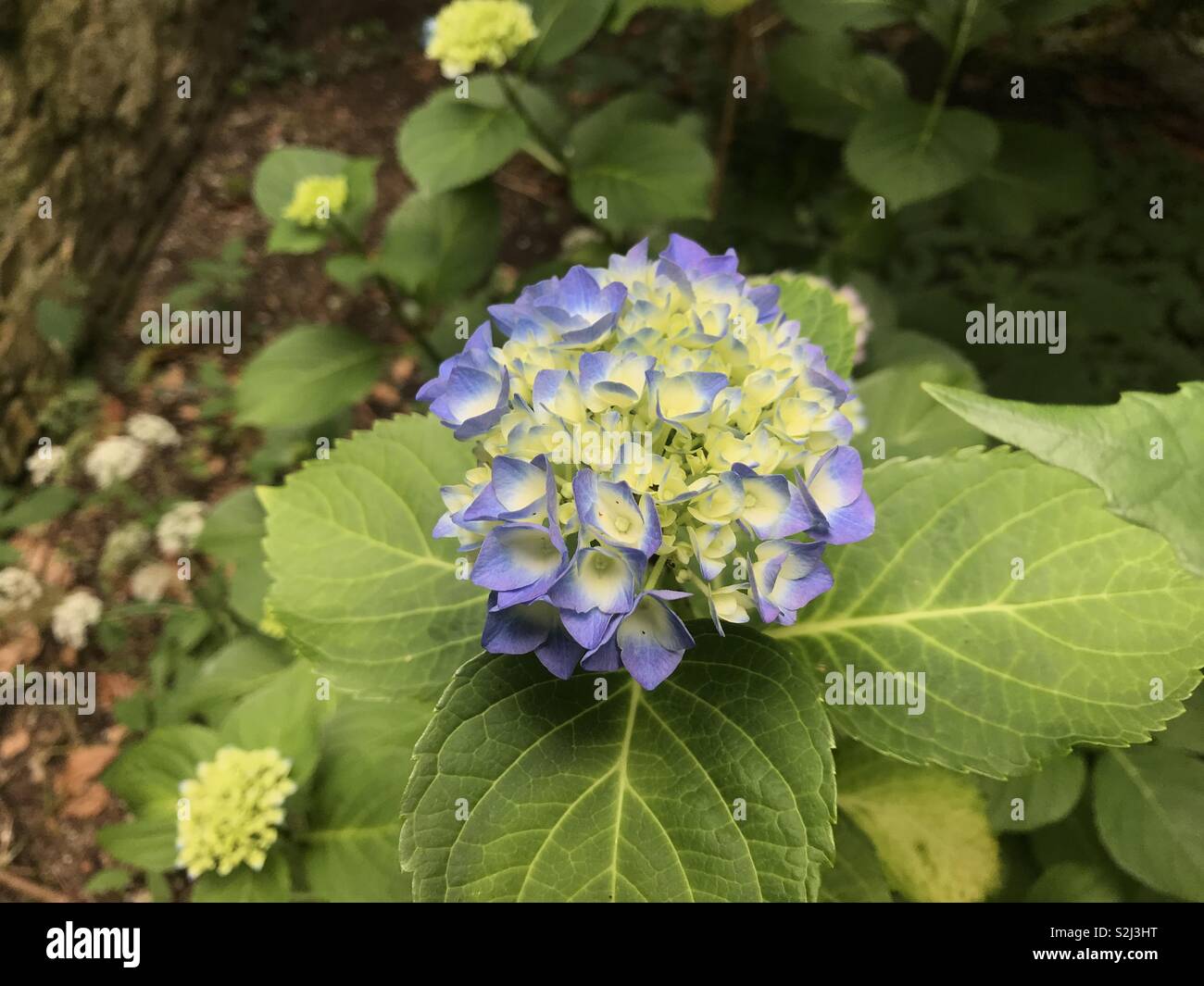Gradient Flower High Resolution Stock Photography and Images - Alamy