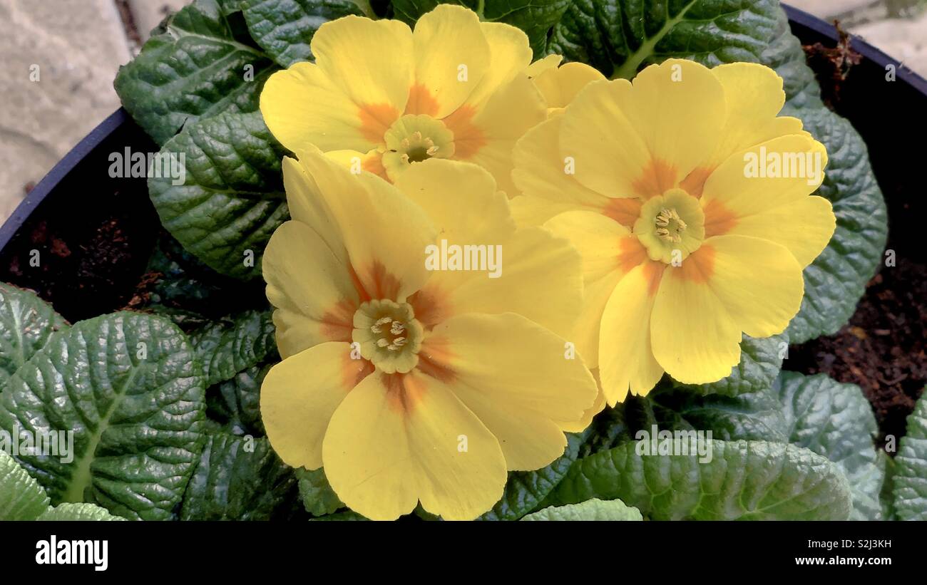 Yellow primula triple Stock Photo - Alamy