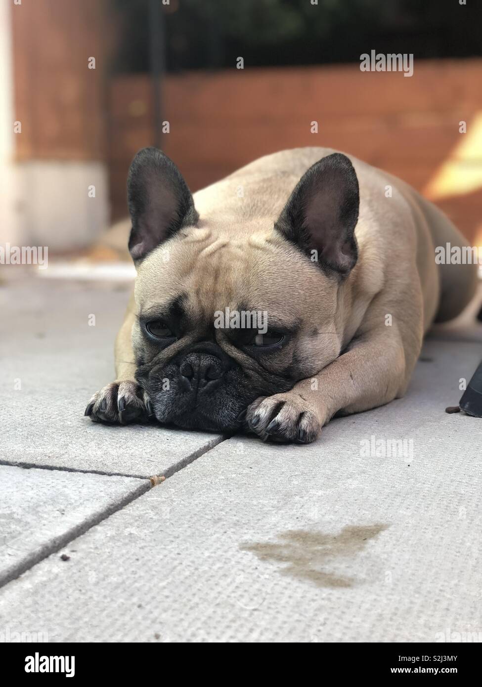 Sad French Bulldog High Resolution Stock Photography and Images - Alamy