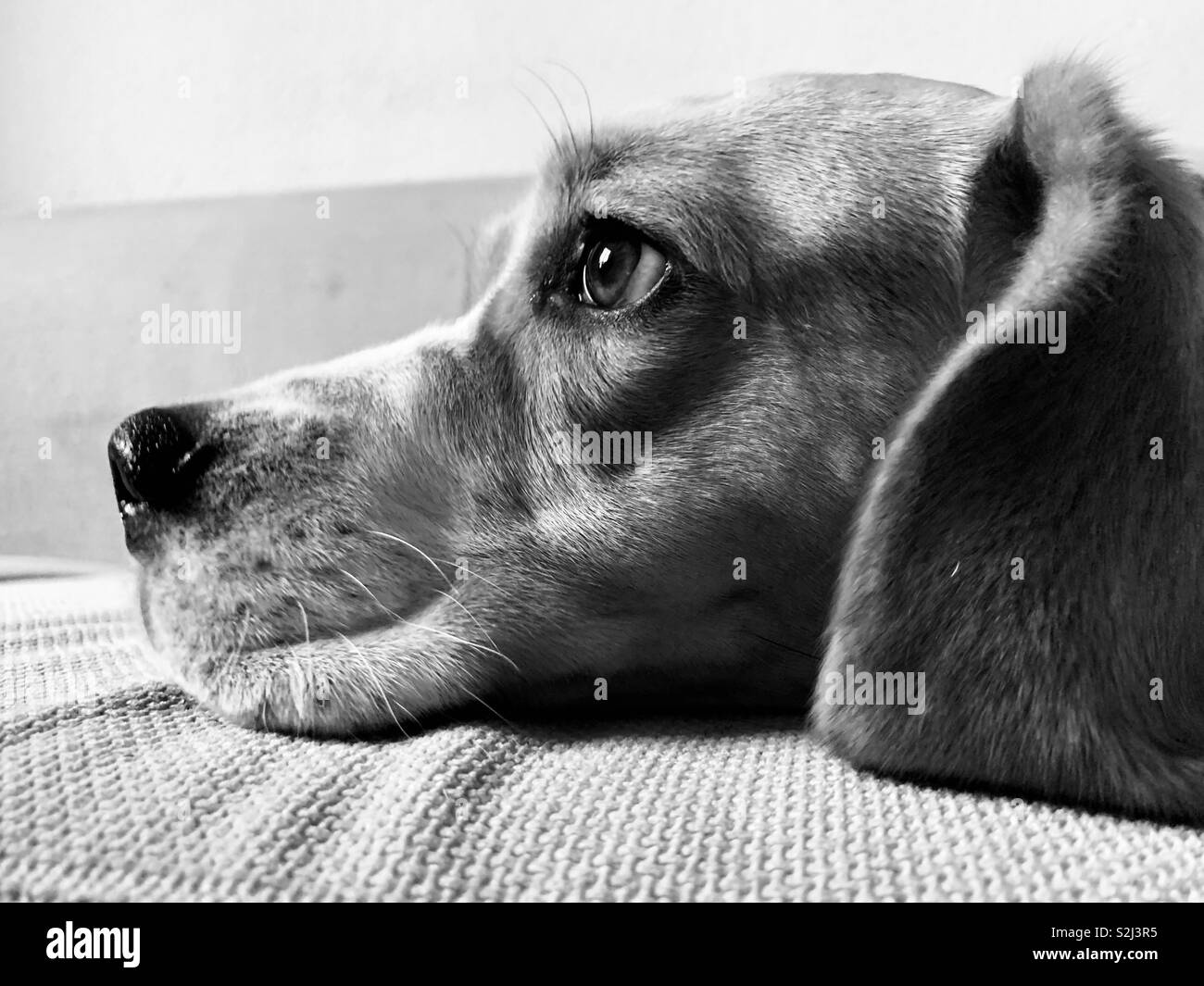 Beagle love hi-res stock photography and images - Alamy