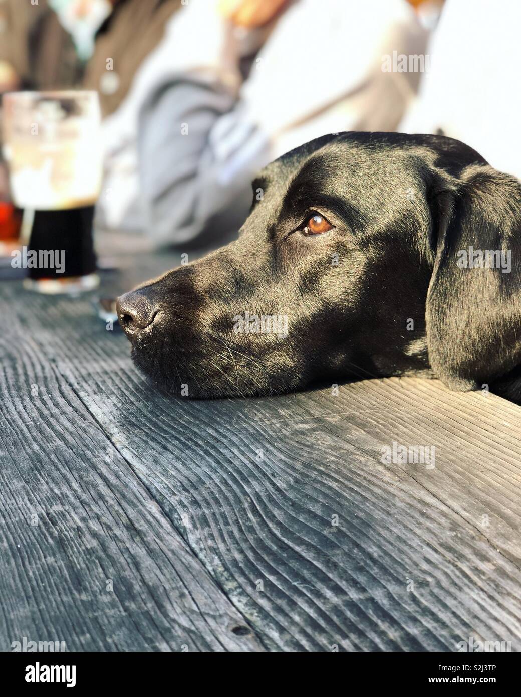 Black dog pub hi-res stock photography and images - Alamy