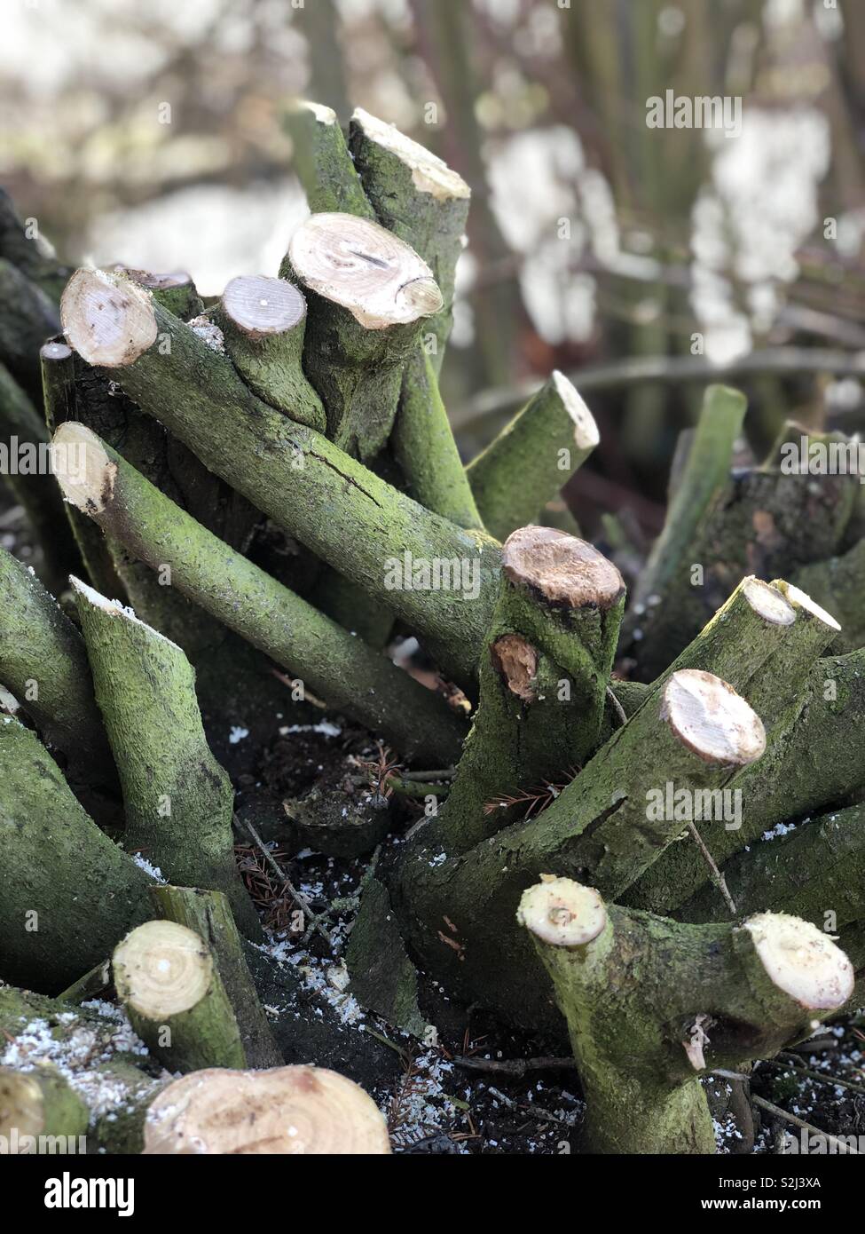 Willow cut back Stock Photo - Alamy
