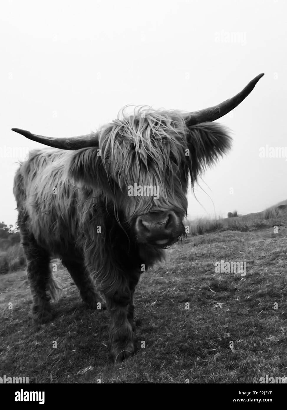 Nosey animal hi-res stock photography and images - Alamy