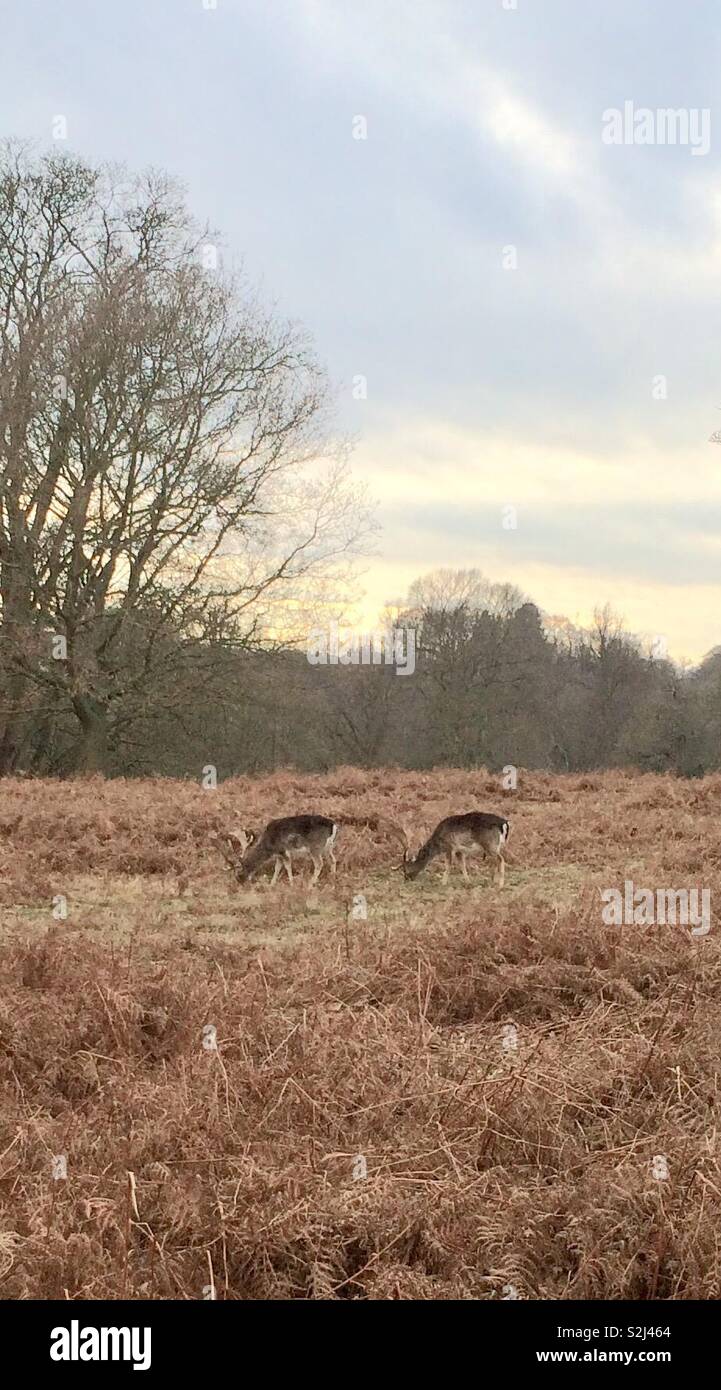 Calke Abbey deer grazing Stock Photo - Alamy
