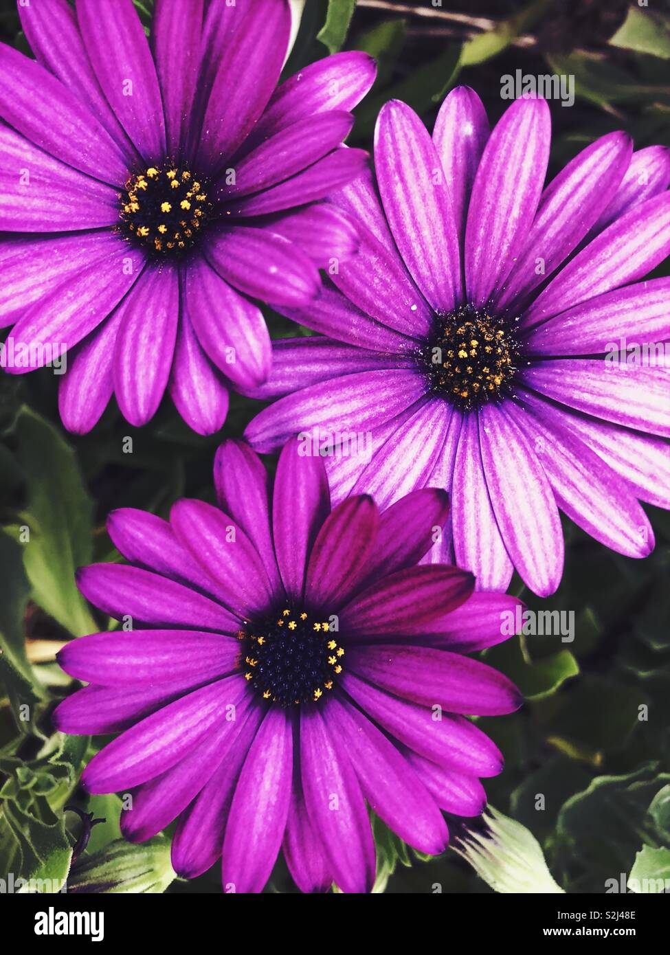 Marguerite daisies hi-res stock photography and images - Alamy