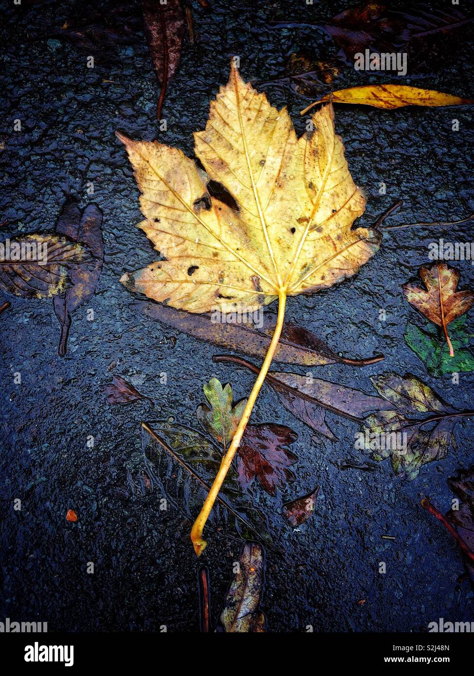 Road on the leaf hi-res stock photography and images - Alamy