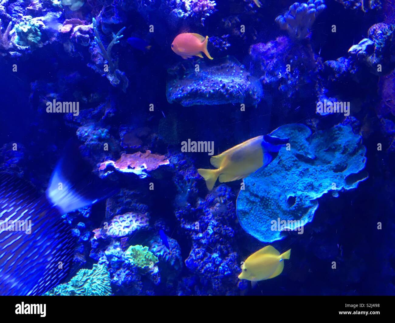 Tropical fish swimming Stock Photo - Alamy