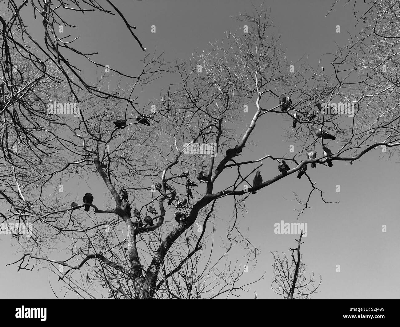Birds congregating on a tree Stock Photo - Alamy